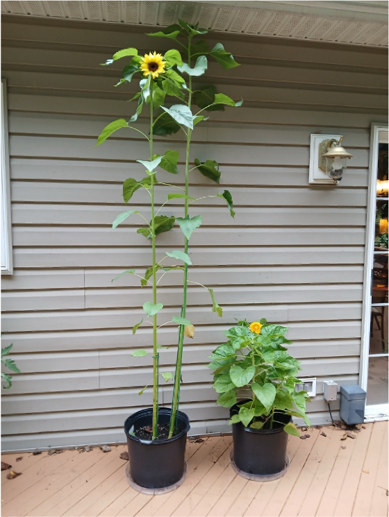 A Rambling Tirade about Sunflower Height – Plants for all
